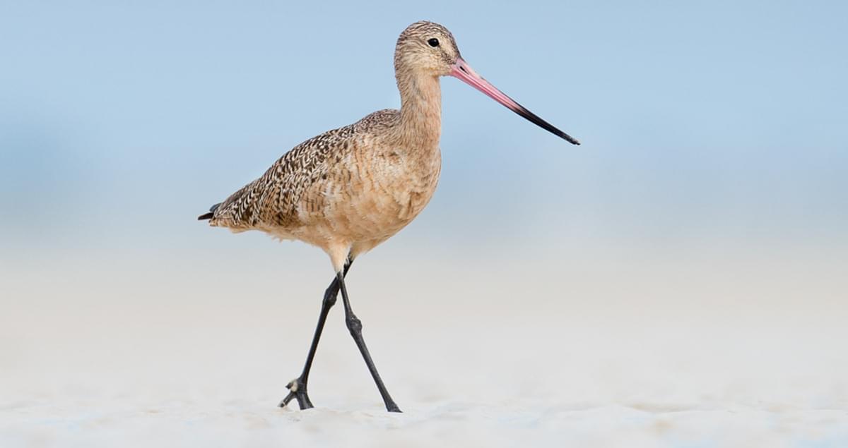 Marbled Godwit Identification, All About Birds, Cornell Lab of Ornithology