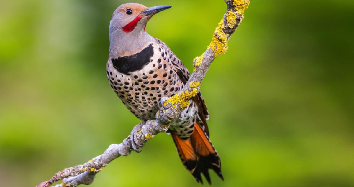Northern Flicker Identification All About Birds Cornell Lab Of Northern Flicker Identification All About Birds Cornell Lab Of