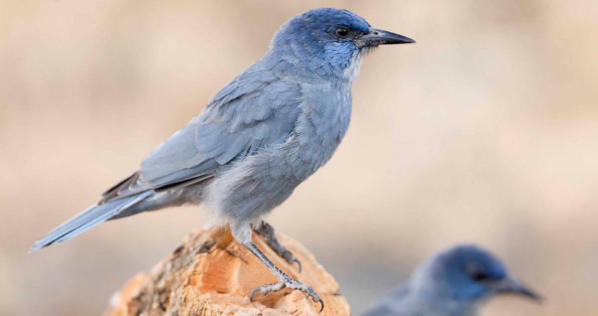 Pinyon Jay Overview, All About Birds, Cornell Lab of Ornithology