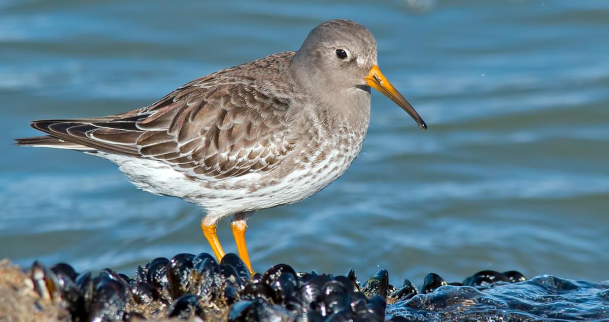Purple Sandpiper Identification, All About Birds, Cornell Lab of ...