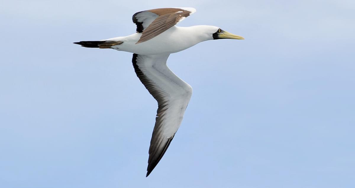 Photos and Videos for Masked Booby, All About Birds, Cornell Lab of ...