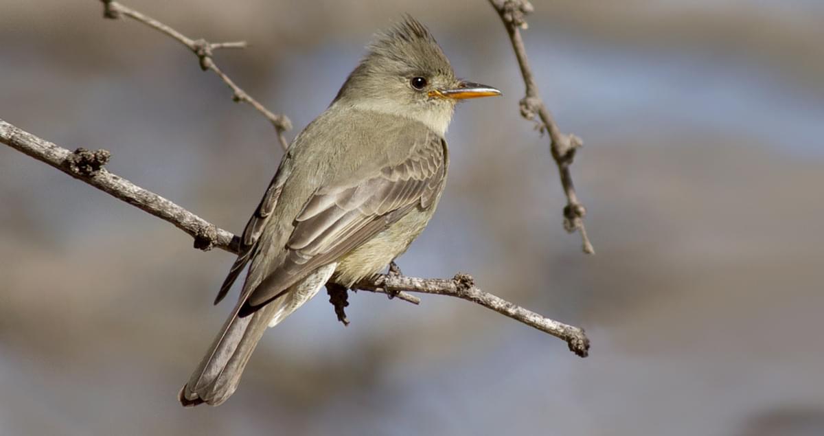 Greater Pewee Identification, All About Birds, Cornell Lab of Ornithology