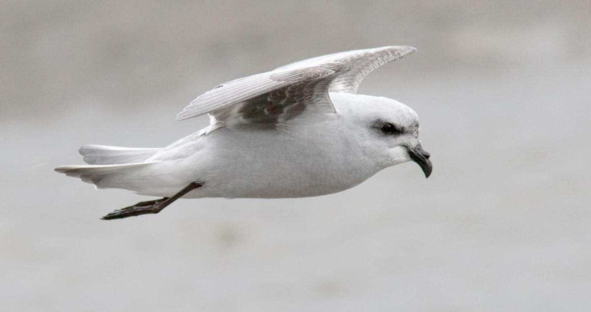 Fork-tailed Storm-Petrel Identification, All About Birds, Cornell Lab ...