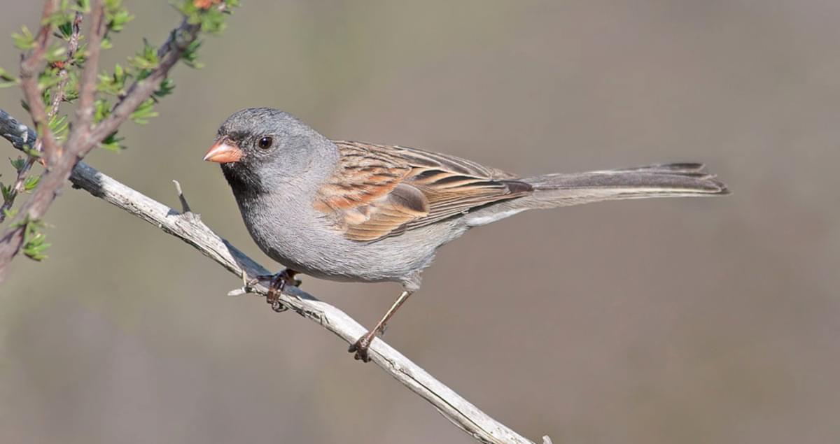 Black-chinned Sparrow Overview, All About Birds, Cornell Lab of Ornithology