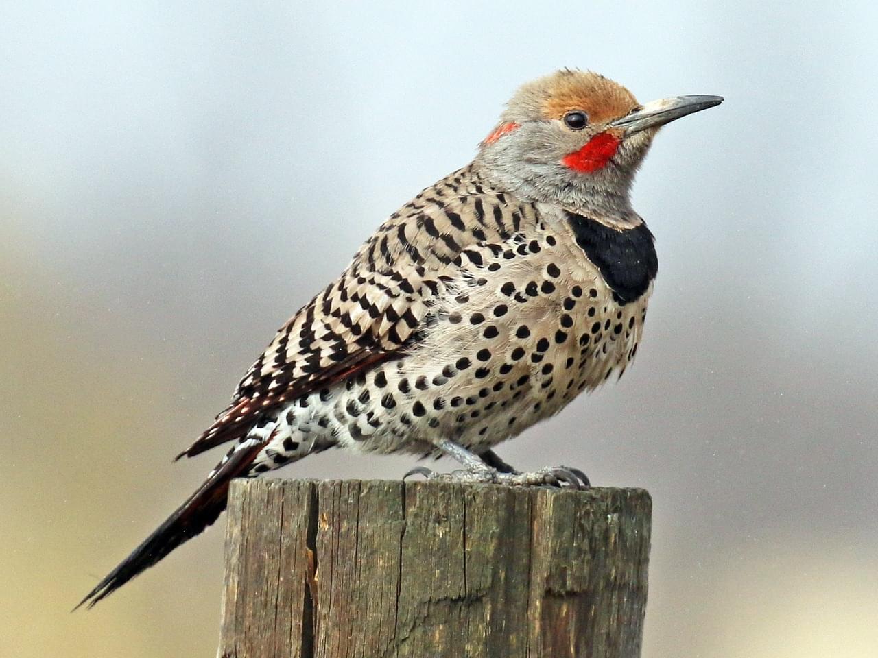 Northern Flicker | Celebrate Urban Birds