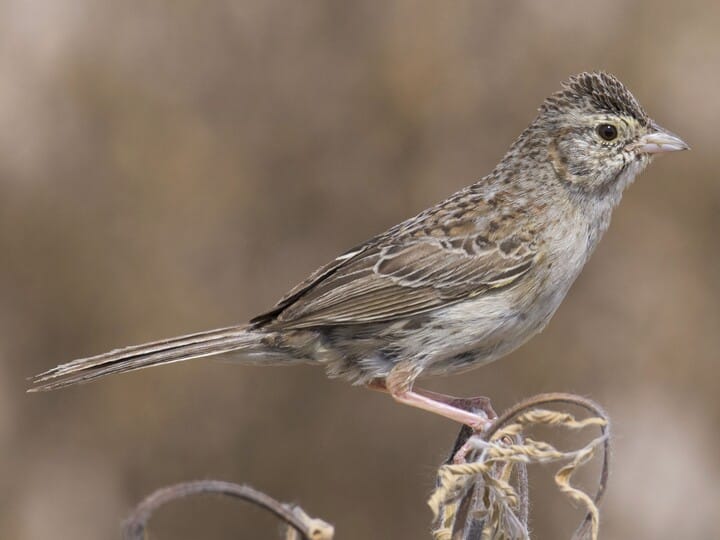 Anybody able to identify this bird? : r/birding