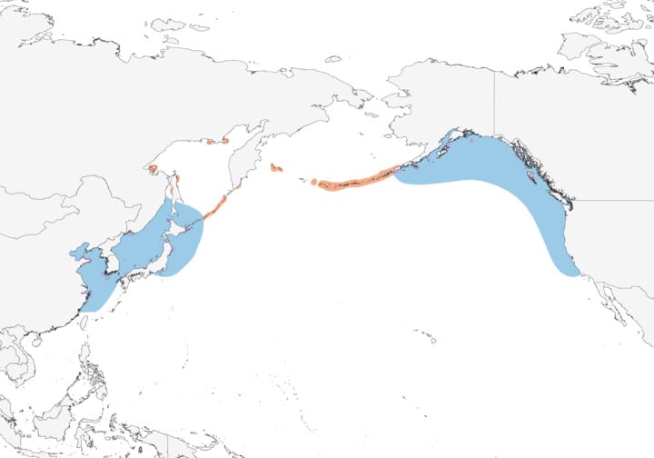 Ancient Murrelet Habitat