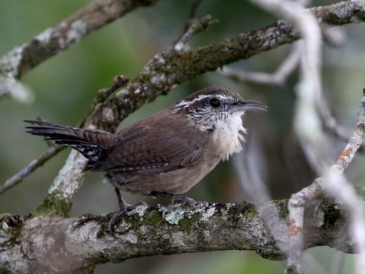 Carolina Wren | Celebrate Urban Birds