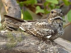 Common Nighthawk Male