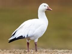 Baby Snow Goose