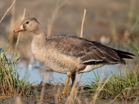 Greater White Fronted Goose Male