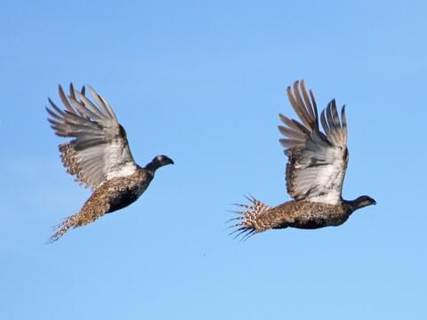 Ruffed Grouse Flying