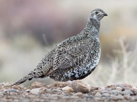 Greater Sage Grouse Male