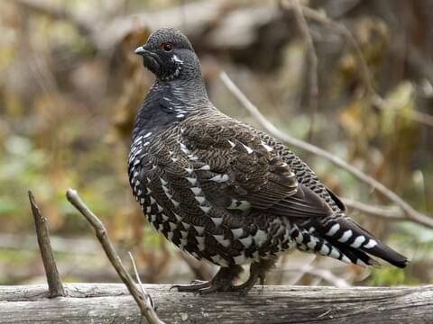 Spruce Grouse