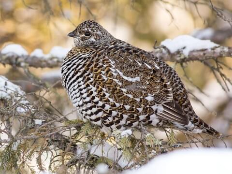 Female Ruffed Grouse