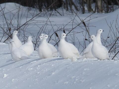 Willow Ptarmigan Winter