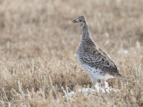 Sharp Tailed Grouse Female