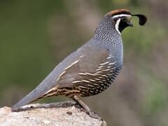 Game Birds