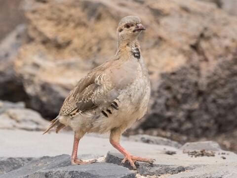 Chukar Partridge Baby