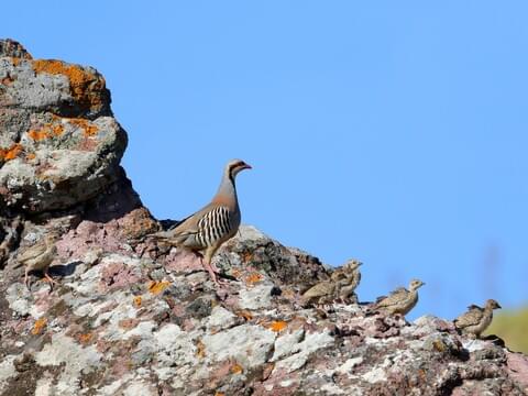 Chukar Partridge Flying