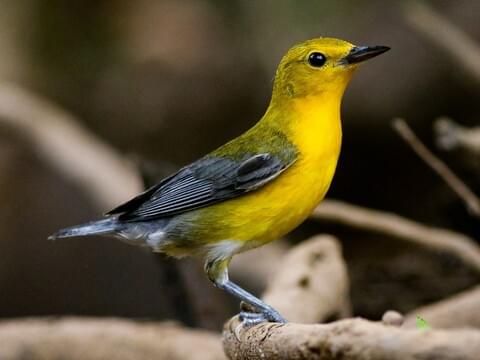 Prothonotary Warbler Nest
