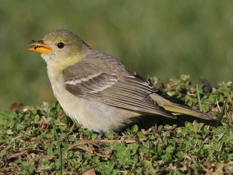 Western Tanager Juvenile