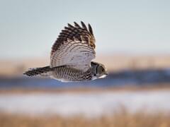 Great Horned Owl With Prey