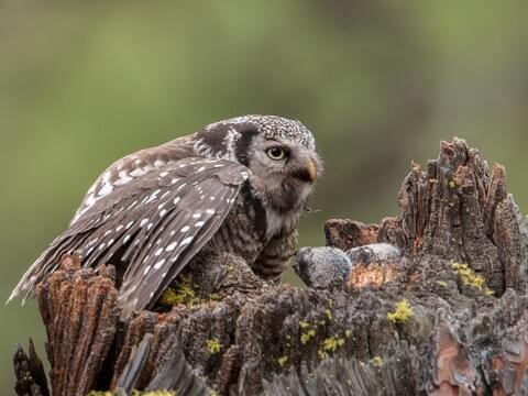 Philippine Hawk Owl