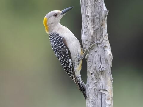 Yellow Woodpecker