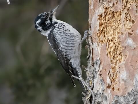 American Three Toed Woodpecker
