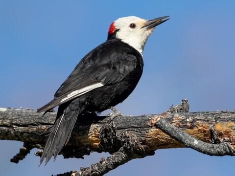 White Headed Woodpecker Female