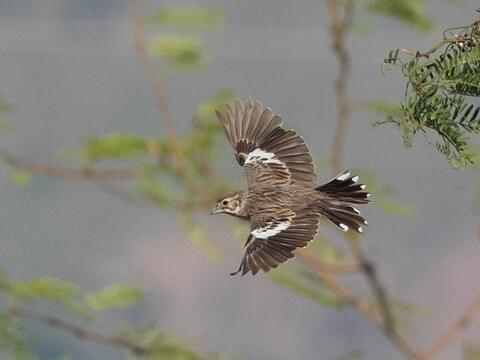 Lark Bunting Flying