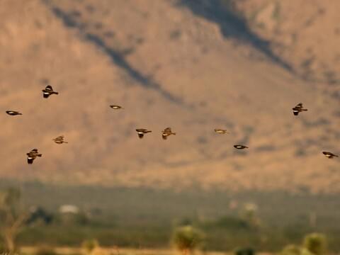 Lark Bunting Flying