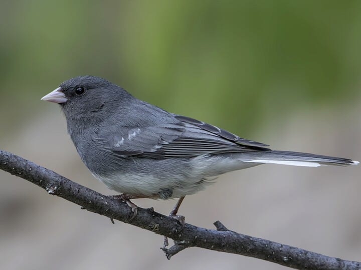 Dark-eyed Junco - NestWatch