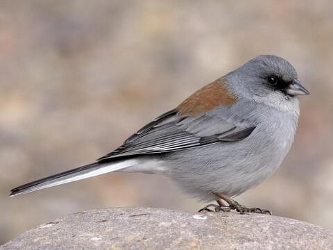 Dark-eyed Junco - NestWatch