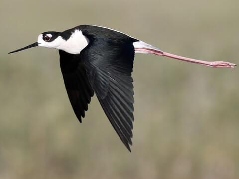 Black Necked Stilts