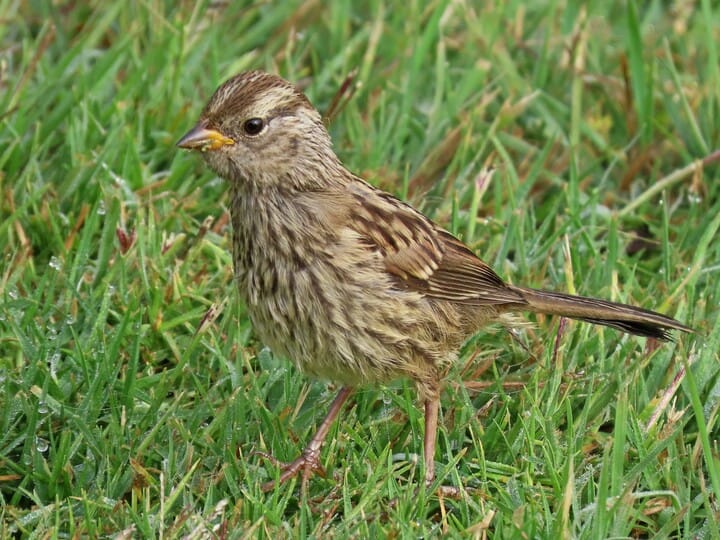 White-crowned Sparrow | Celebrate Urban Birds