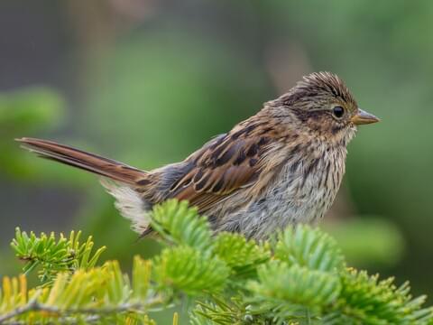 Swamp Sparrow Fall