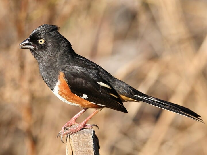 Eastern Towhee - NestWatch