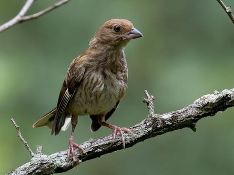 Eastern Towhee - NestWatch