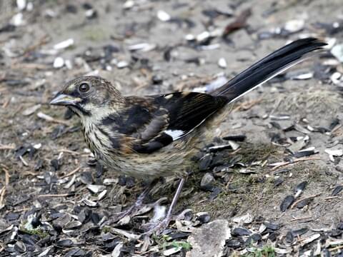 Eastern Towhee - NestWatch