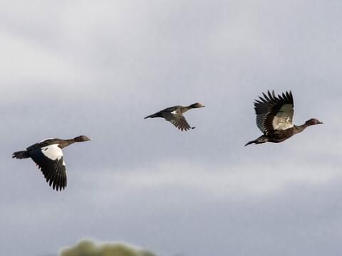Waterfowl Flying