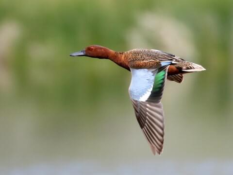 Cinnamon Teal Drake