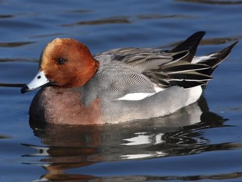 Galinha Wigeon Eurasiatica American Wigeon