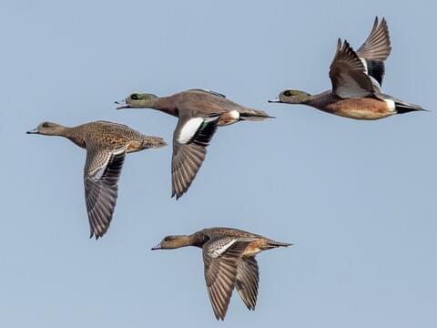 American Wigeon In Flight