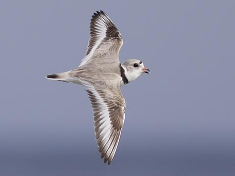 Life Cycle Of A Piping Plover