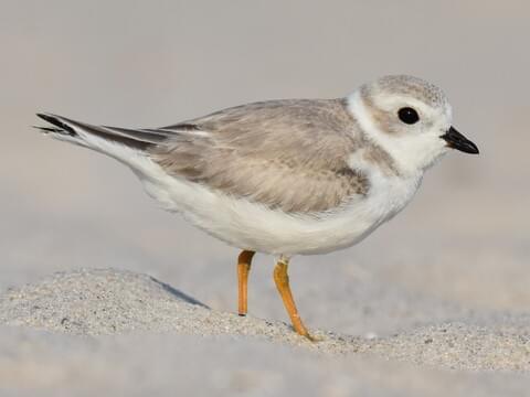 Life Cycle Of A Piping Plover