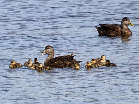 Black Duck