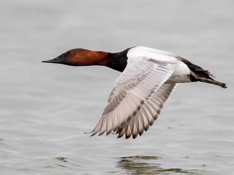 Canvasback Duck Pictures