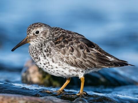 Purple Sandpiper Breeding